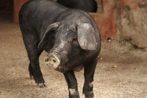 Relatos de Loly: La matanza de cochino